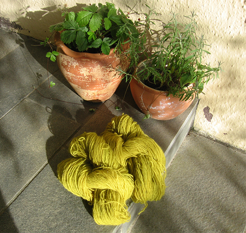 VildeFarver: Blade fra rejnfan - tanacetum vulgare