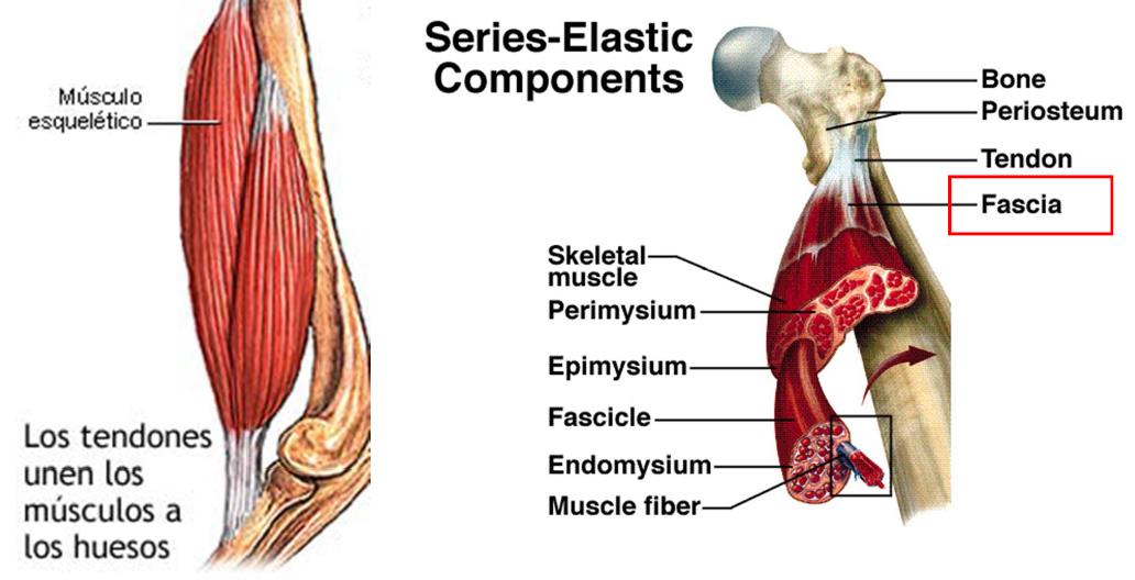 EDUCACIÓN FÍSICA EN PRIMARIA: Clase de Anatomía Básica: El músculo