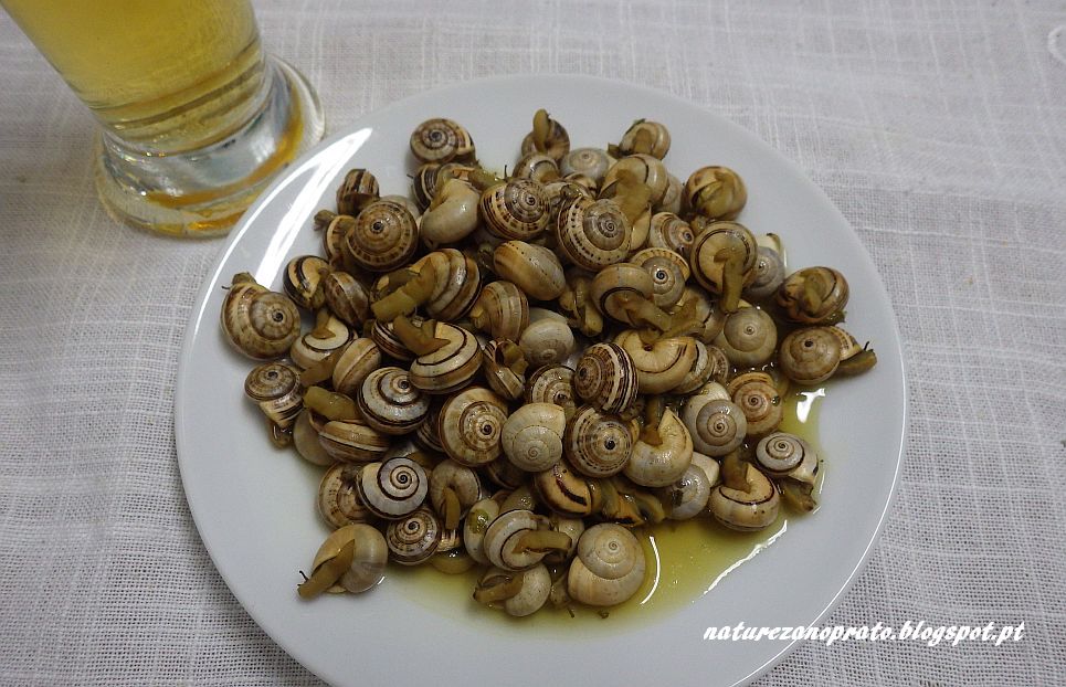 Natureza no Prato: Caracois