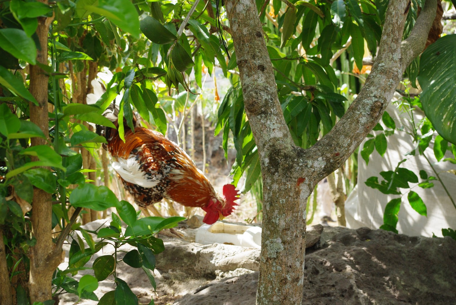 Chela & Chele in Nicaragua