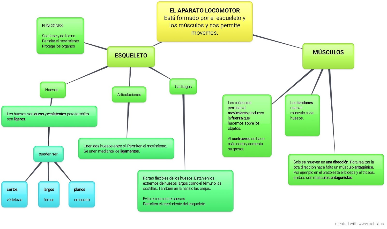 pedromartinezmaestro: Mapa conceptual del Aparato Locomotor