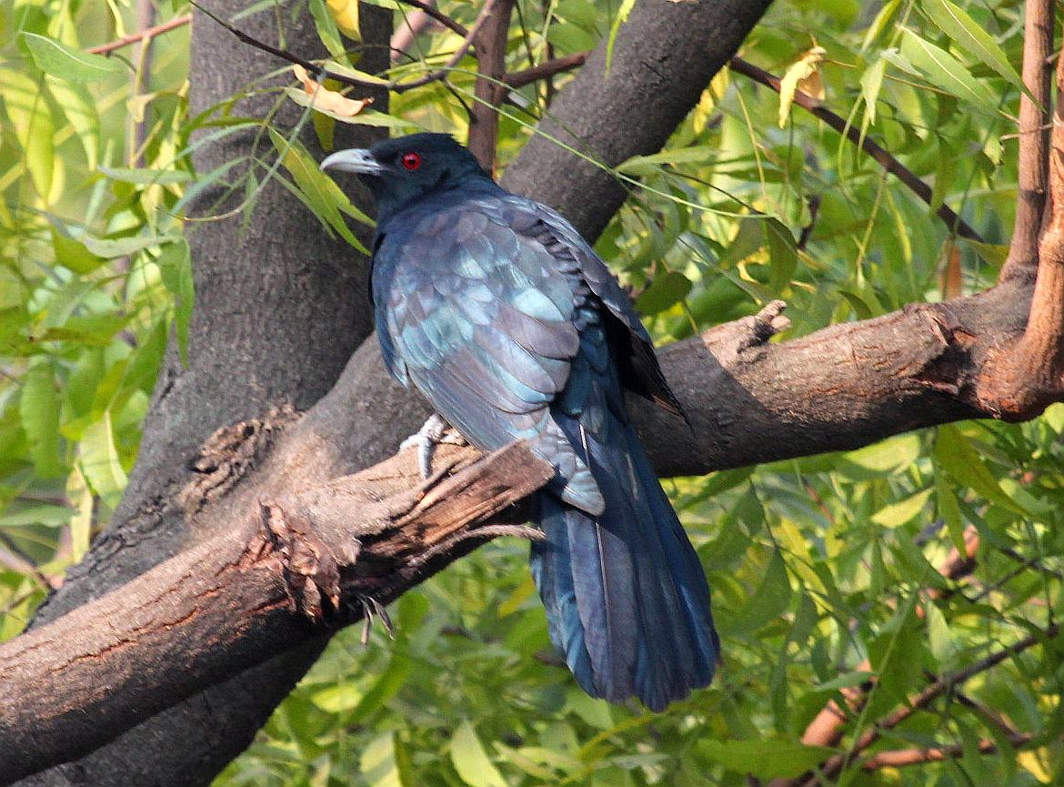 Oriental Birds: Asian Koel,Male