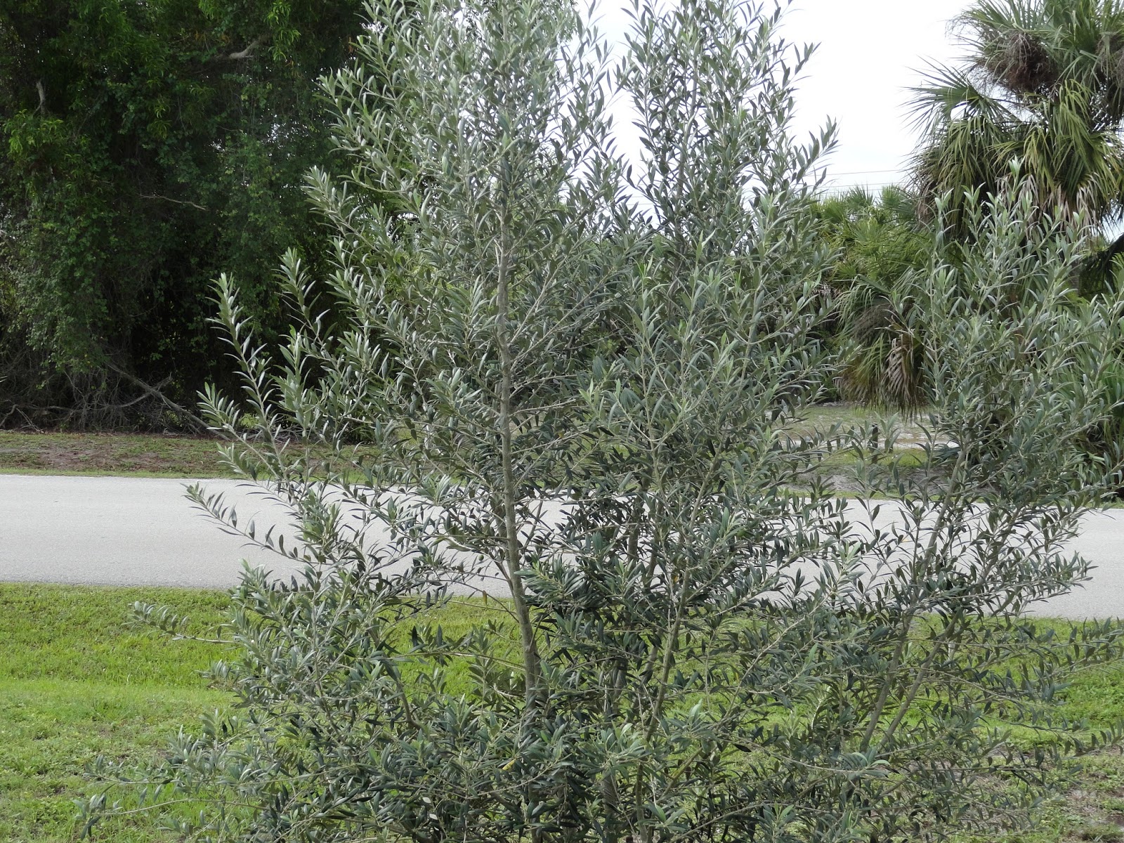 University of Florida/IFAS Charlotte County Extension: Olive trees ...