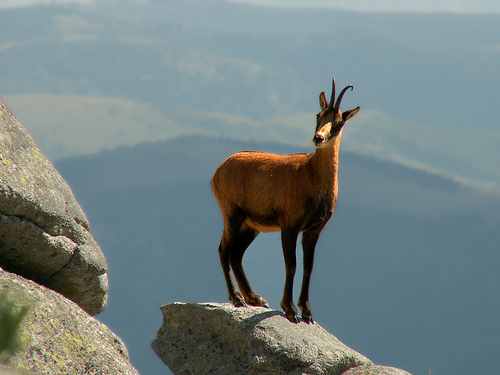 Vall de Núria: Flora, Fauna i Vocabulari