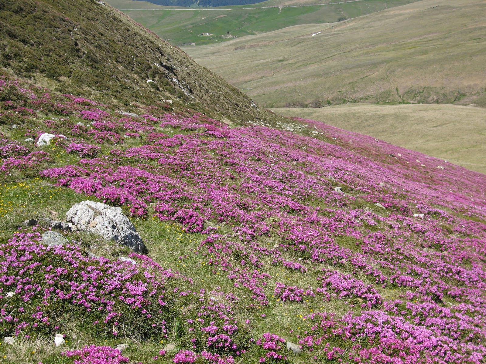 Impresii de calatorie: 31 mai 2018, plin sezon la rododendron in Bucegi