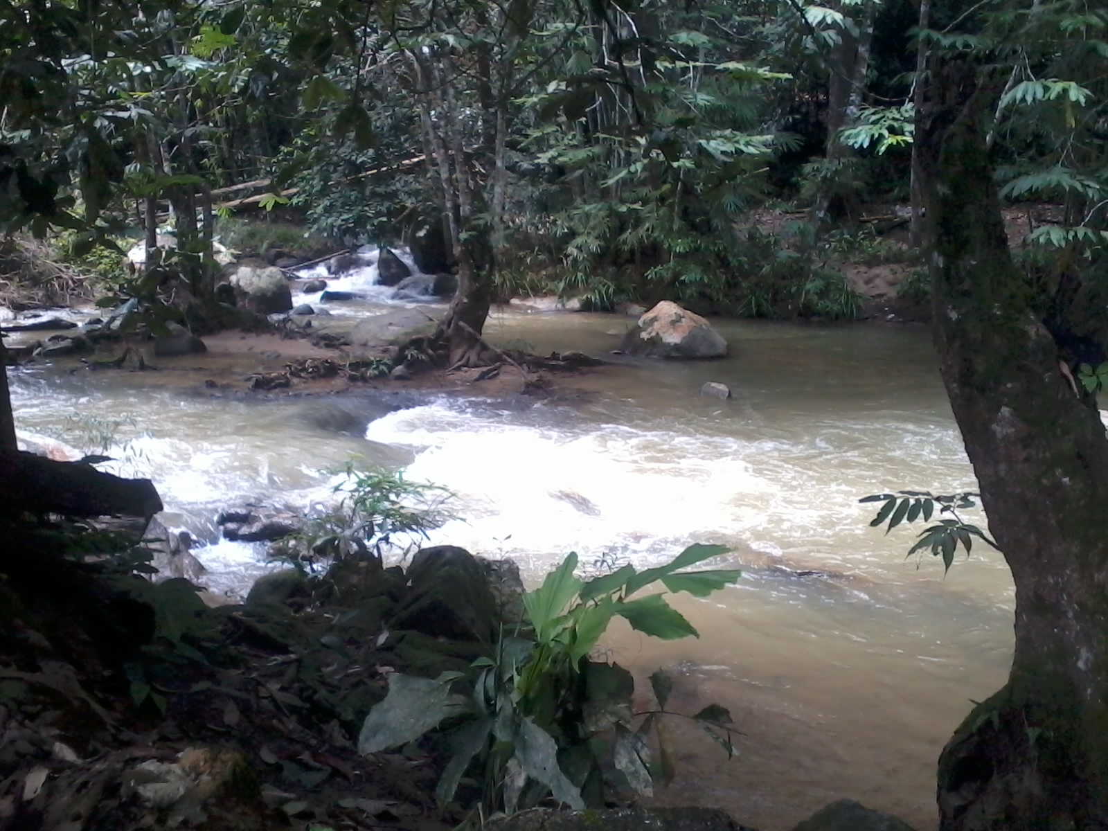 Sym Jet14 200 dan Abaidi: Ride mengejar Hutan Lipur