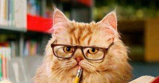 Un maravilloso mundo de felinos: El gato , tan inteligente ..... aqui ...