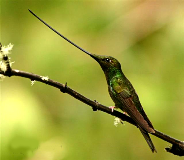 COLIBRIES: LISTADO FOTOGRÁFICO (los más emblemáticos en América)Fuente ...
