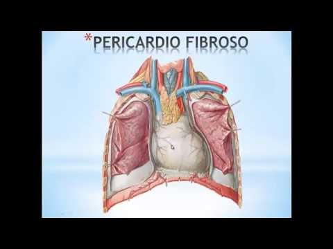 Histoembriología : Aparato Cardiovascular