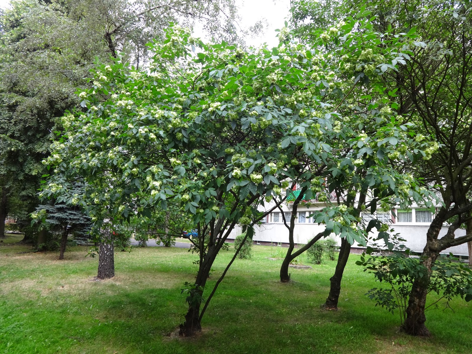 Herbs from Distant Lands: Ptelea trifoliata - Hop Tree, Wafer Ash