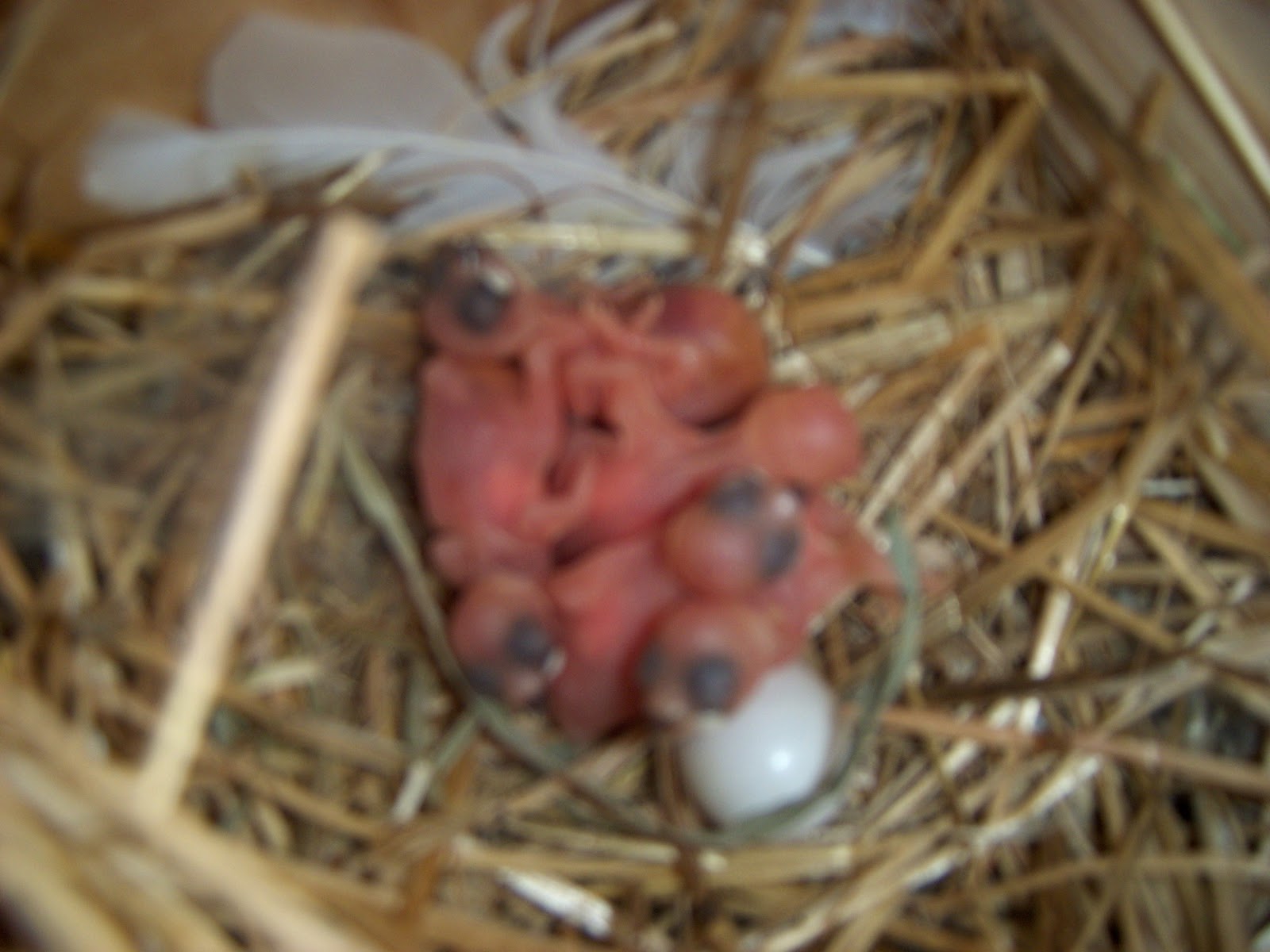 CRIAÇAO DE AVES: crias de pardais de java