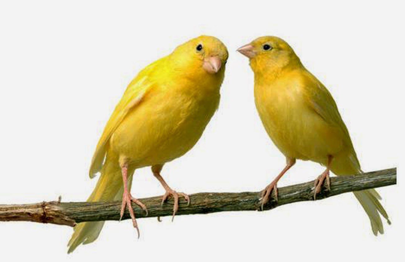 Burung Kenari - Burung