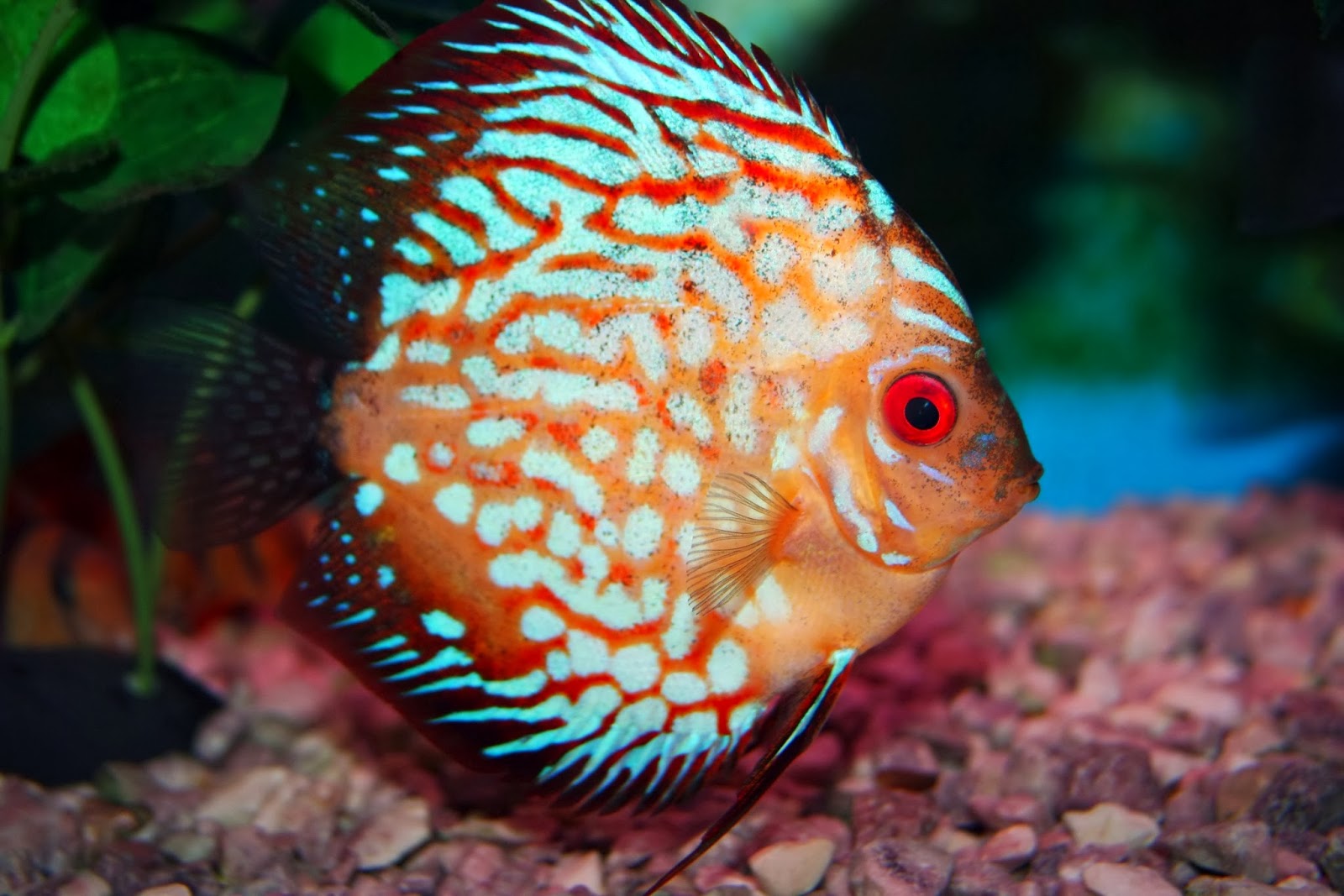 fish share: DISCUS IKAN HIAS GAMBAR 8
