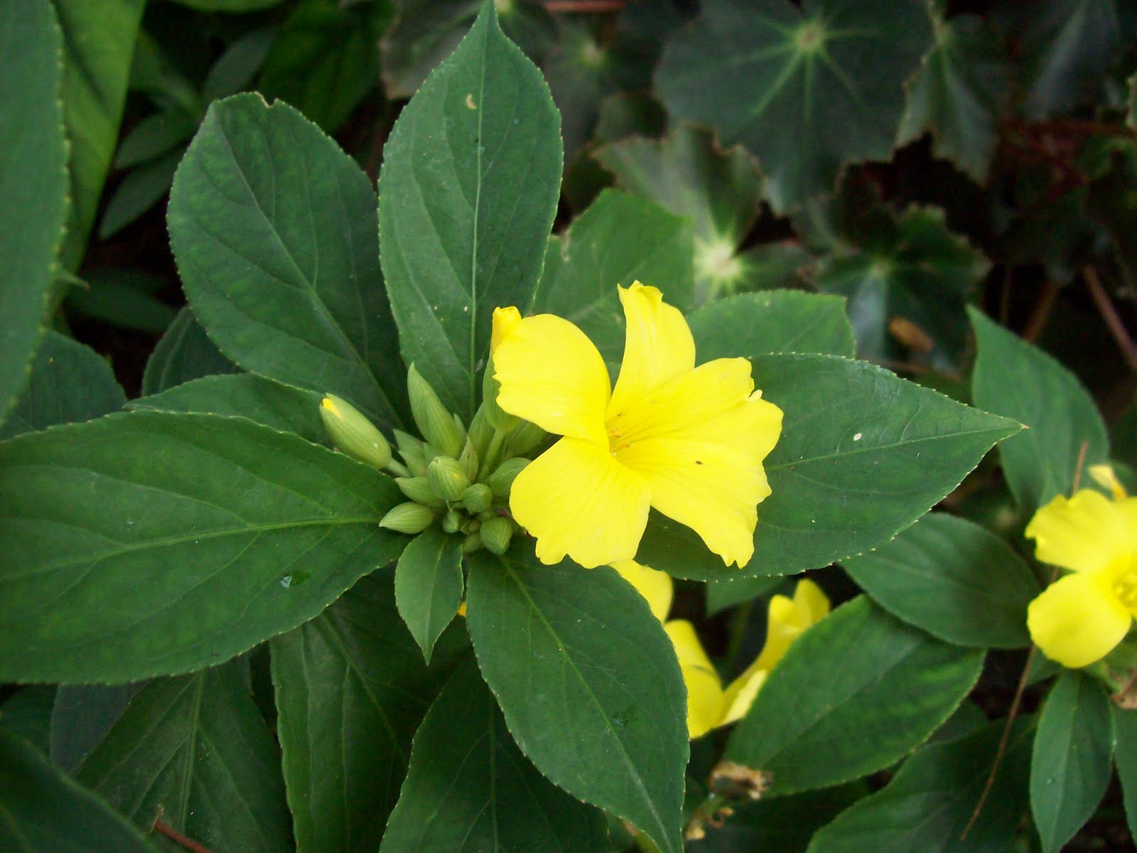 Indian flowers and herbs: December 2011