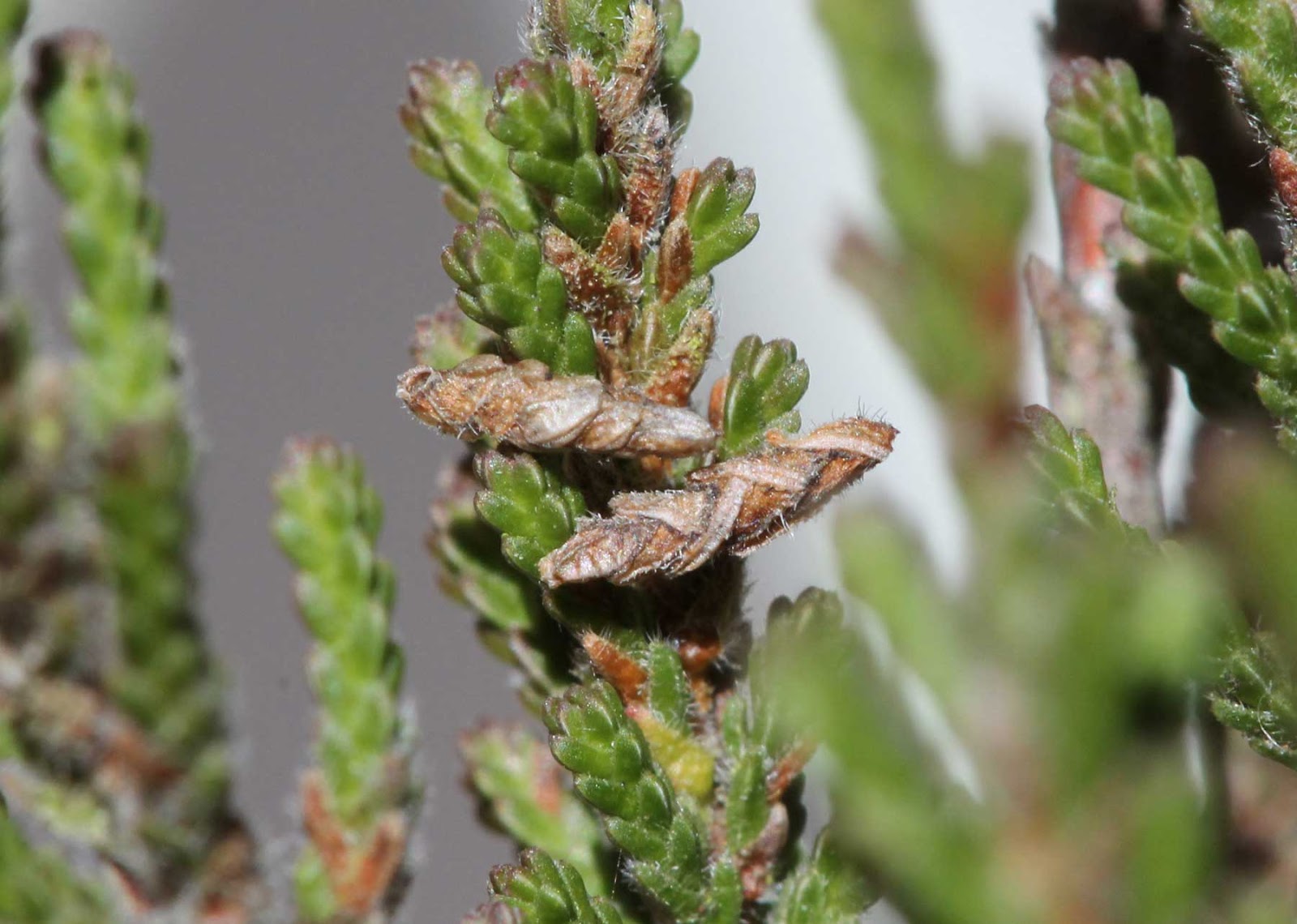 Micromoth Early Stages