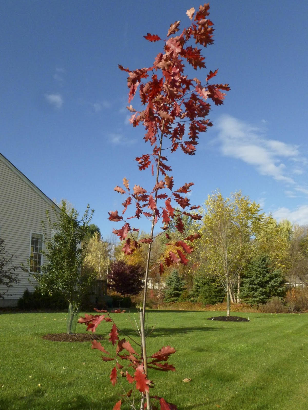 Plant Inventory at 20 Timothy : Quercus rubrum / Red Oak