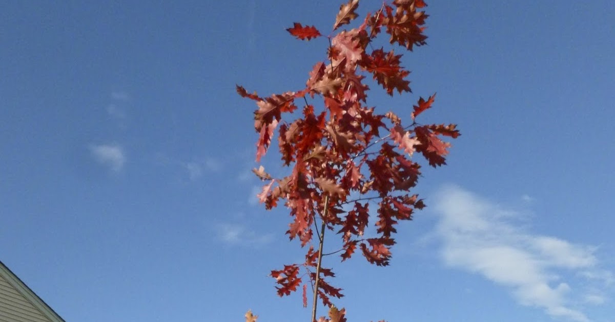 Plant Inventory at 20 Timothy : Quercus rubrum / Red Oak