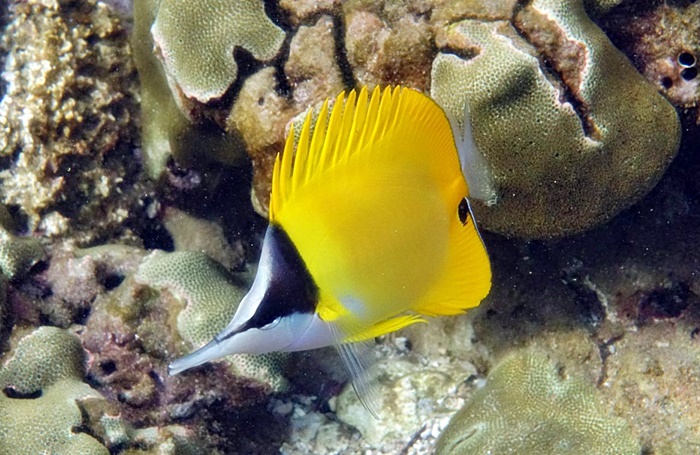 Yellow Longnose Butterflyfish - Akuarium Ikan Hias