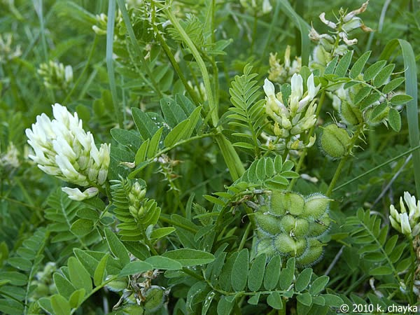 Accretive Health: Precisely What Is Astragalus? | Accretive Health