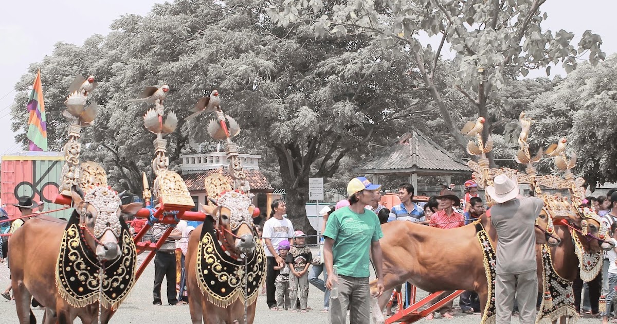 Apa Tujuan Dilaksanakan Karapan Sapi