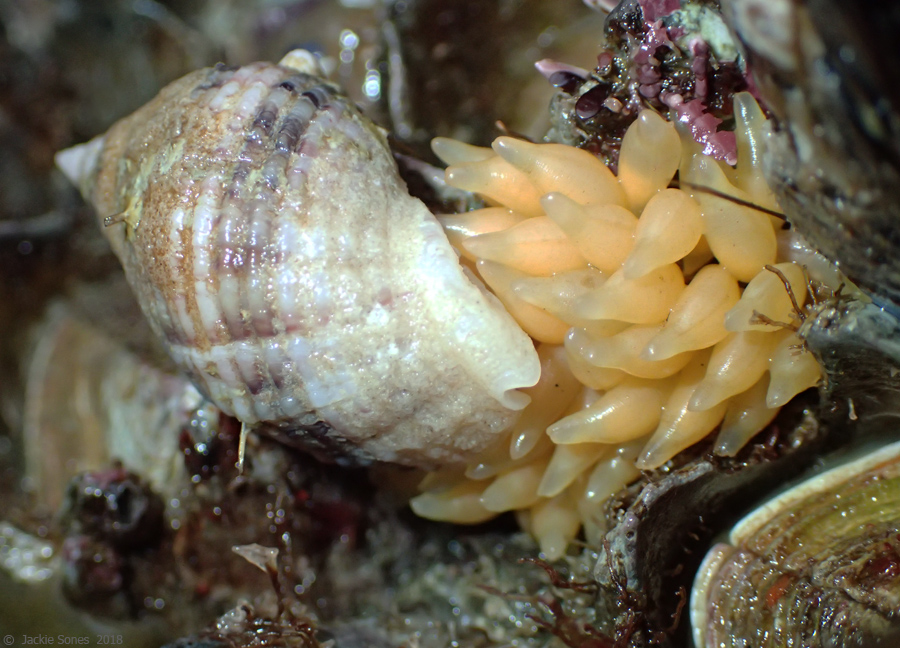 The Natural History of Bodega Head: Laying low