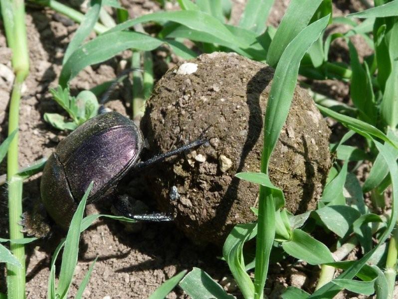 Safari Ecology: Dung Beetles