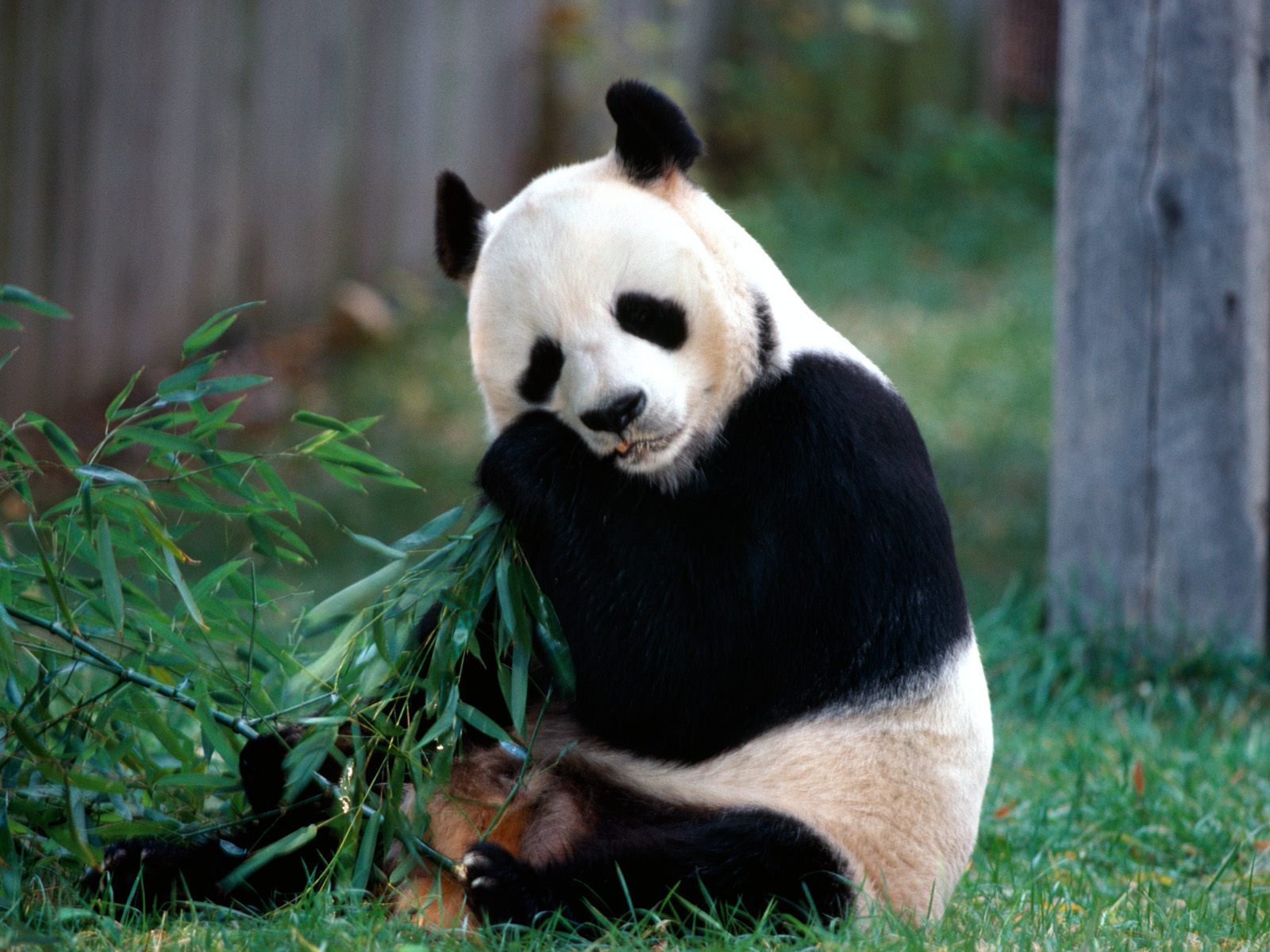 Giant Pandas Eating Bamboo Pandas Is An Open Source Bsd Licensed Library Providing High Performance
