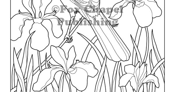 Crista Forest's Animals & Art: New Texas State Bird Line Art Drawing