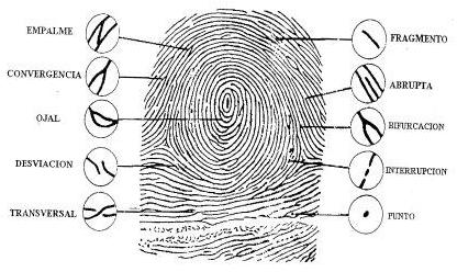 MIB INVESTIGADORES: DACTILOSCOPIA