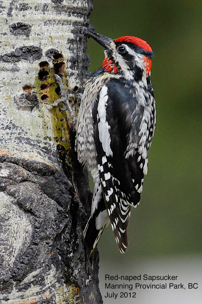 Northwest Nature Notes: A COMMUNITY OF SAPSUCKERS