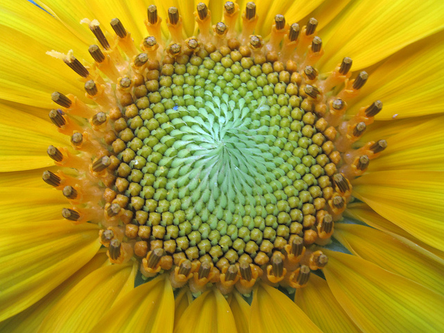 Fractals In Nature Flowers