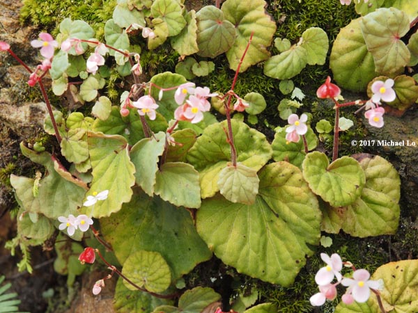 The rainforests of Borneo & Southeast Asia: Sandstone mountain of ...