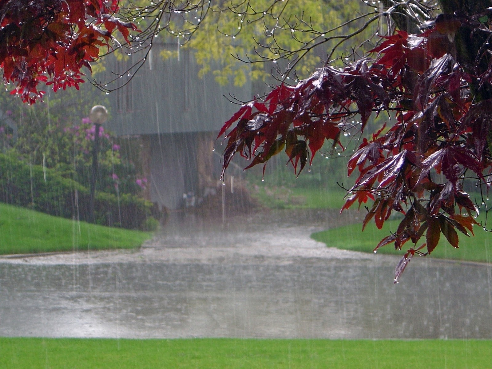 Rain HD Nature Wallpapers Free - HD Wallpapers , HD Background, HD ...