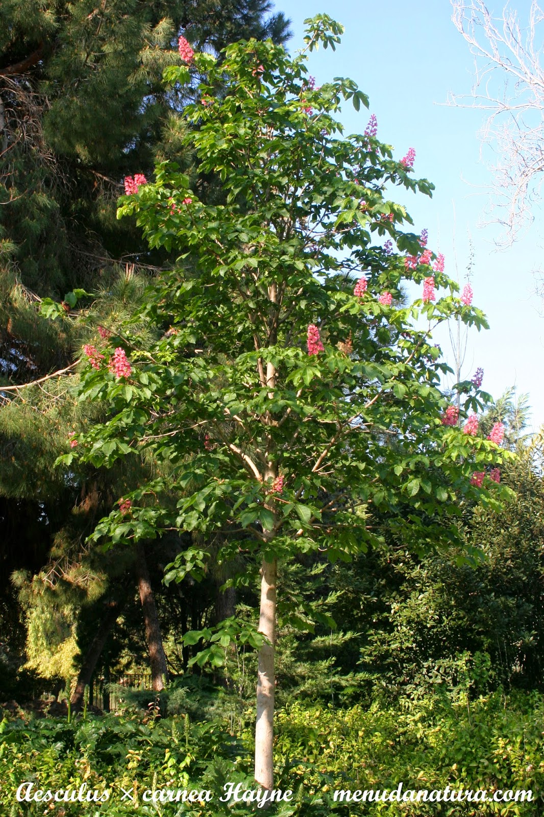 El Jardí de Menuda Natura: Castanyer bord vermell. Castanyer d'Índia ...