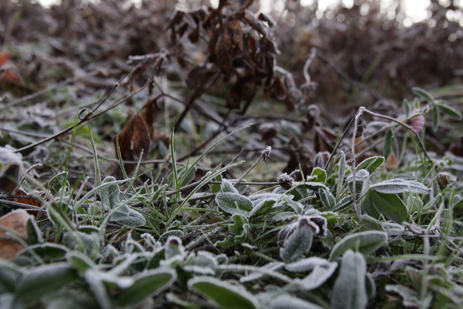 daily doings: first frost