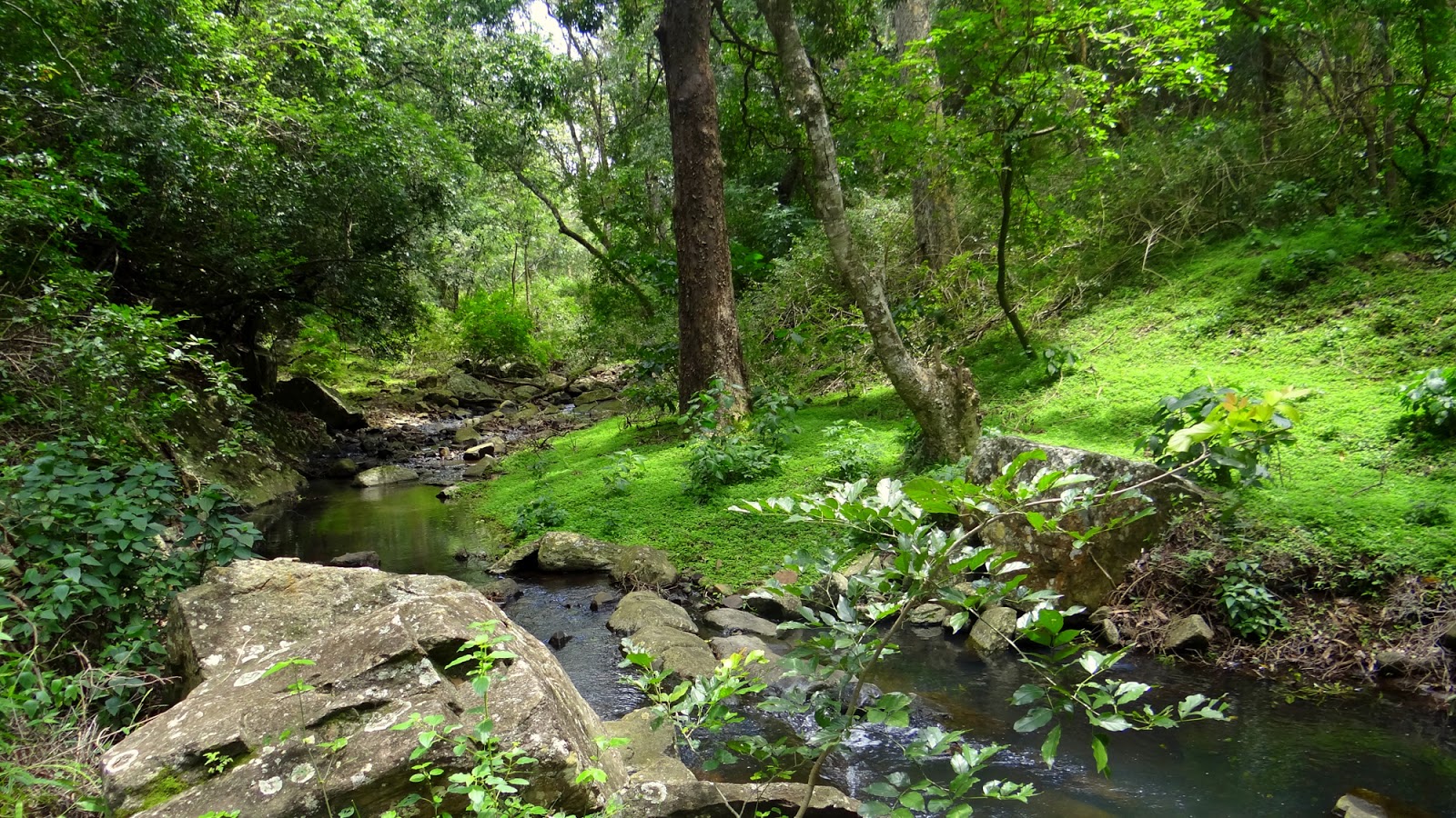 Sathyamangalam Tiger Reserve and Germalam Trek