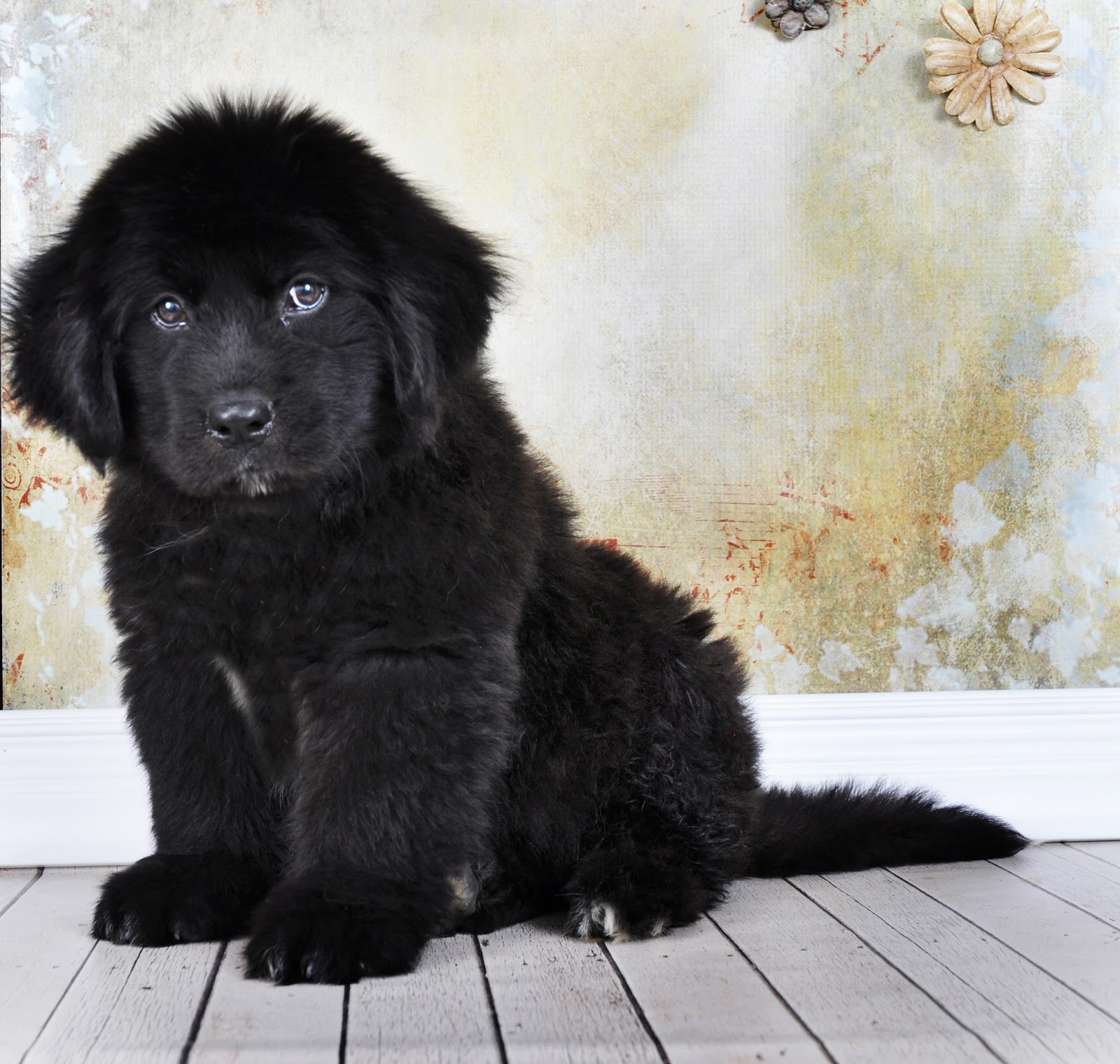 Wasatch Newfoundlands: Puppies