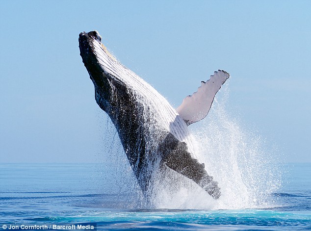 White Wolf : The baby humpback which appears to levitate in incredible snap
