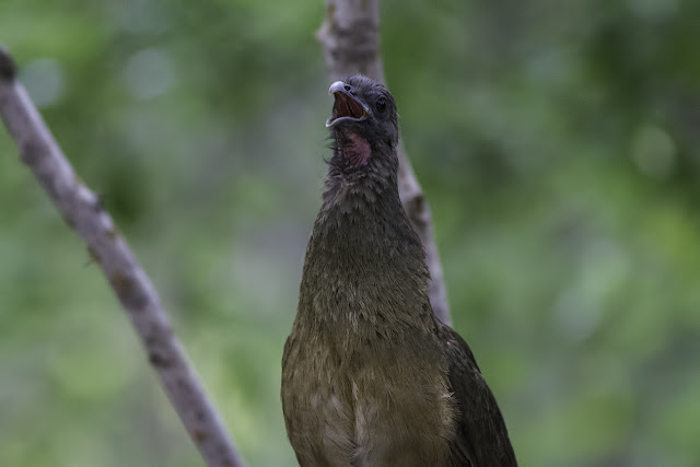 Birding Is Fun!: Plain Chachalaca