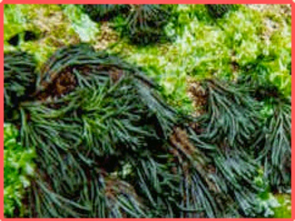 INTEGRACIÓN DE ÁREAS - 4° 1: CIENCIAS NATURALES