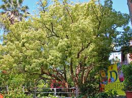 Pianta di Canfora • Scuolissima.com