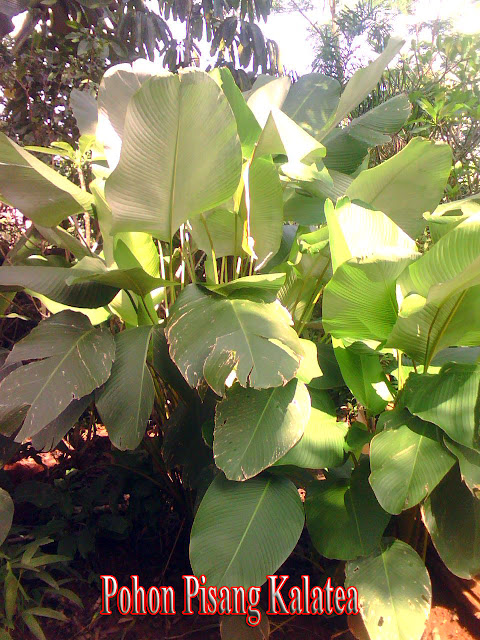 TUKANG TANAMAN HIAS: Pohon Pisang Kalatea