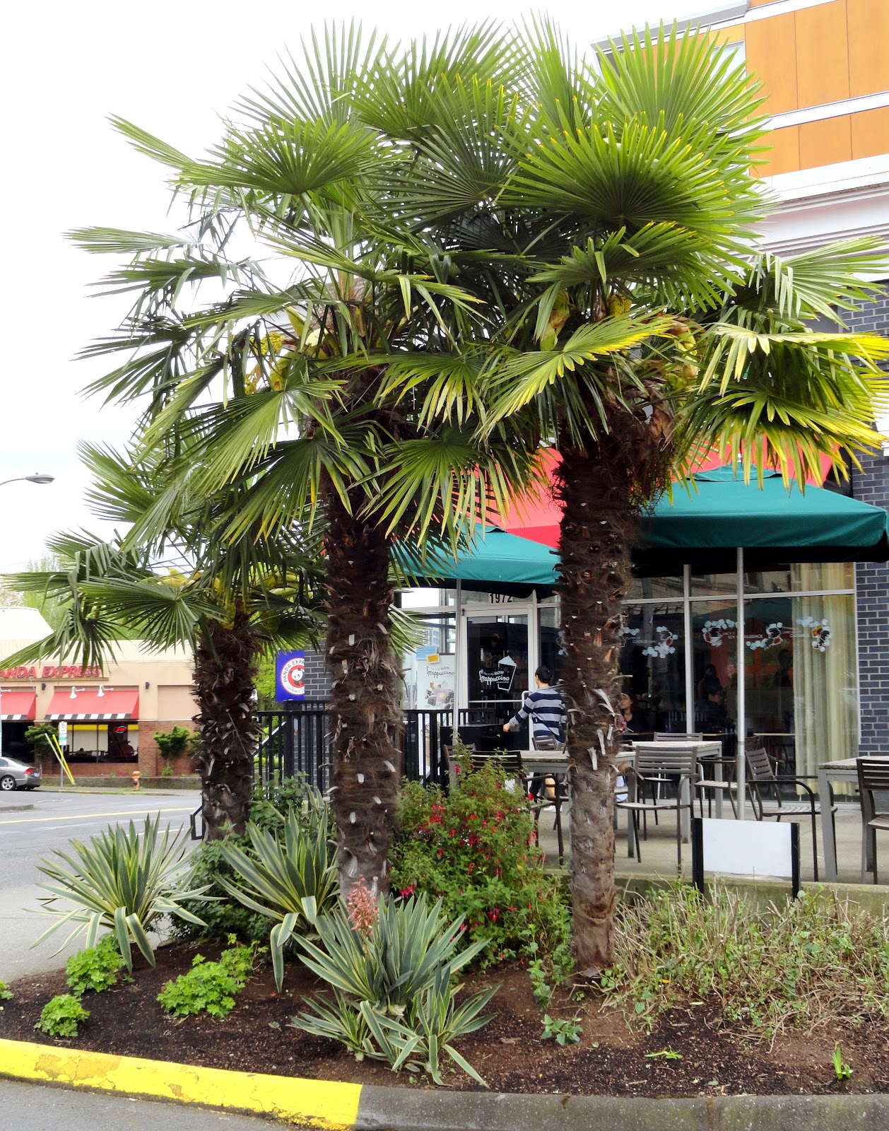 danger garden: A drive-by (strip-mall) garden