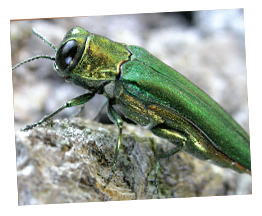 Global News About Mother Nature: Help Stop the Emerald Ash Borer (EAB ...