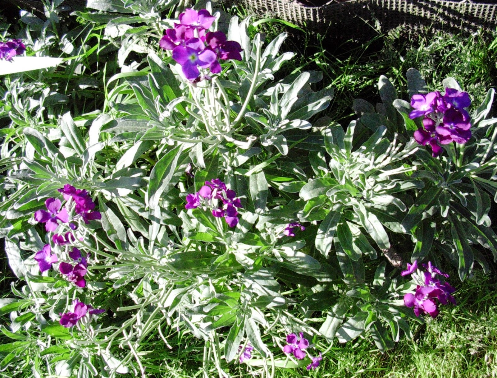 Tienda de plantas: Alhelies morados [semillas]