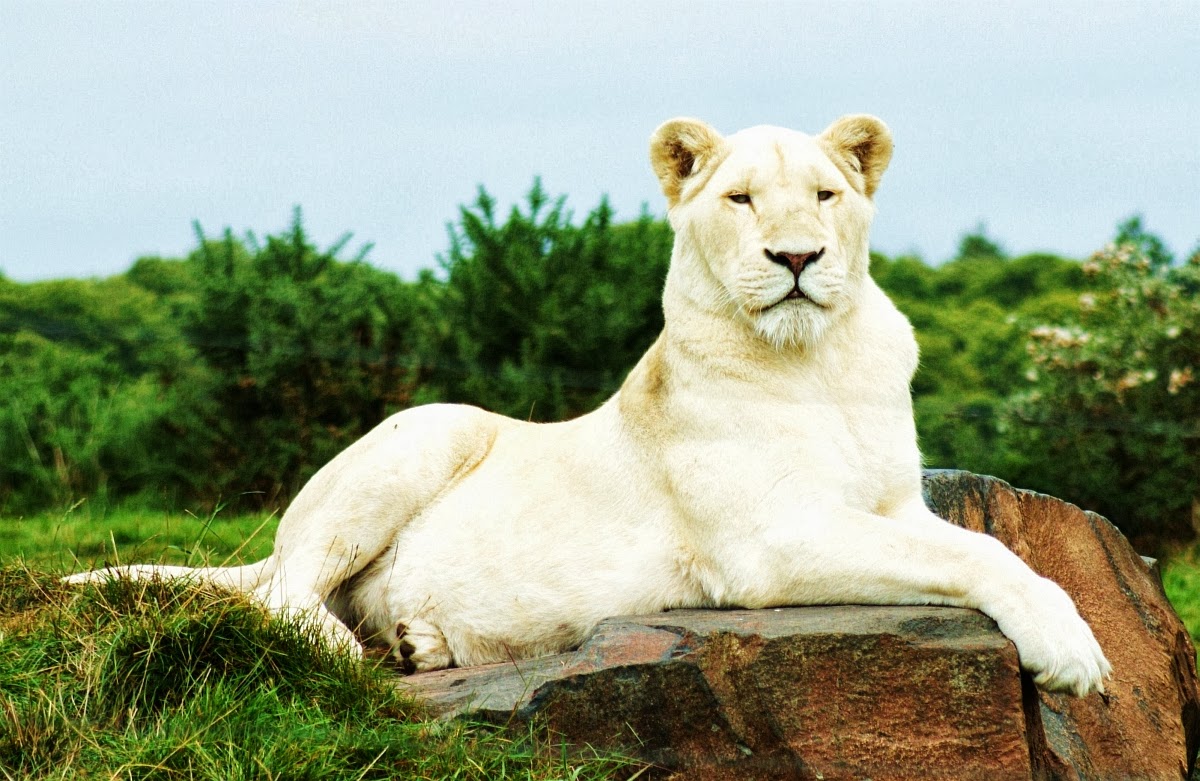 BEYAZ ASLAN | RESİM VE FOTOĞRAF