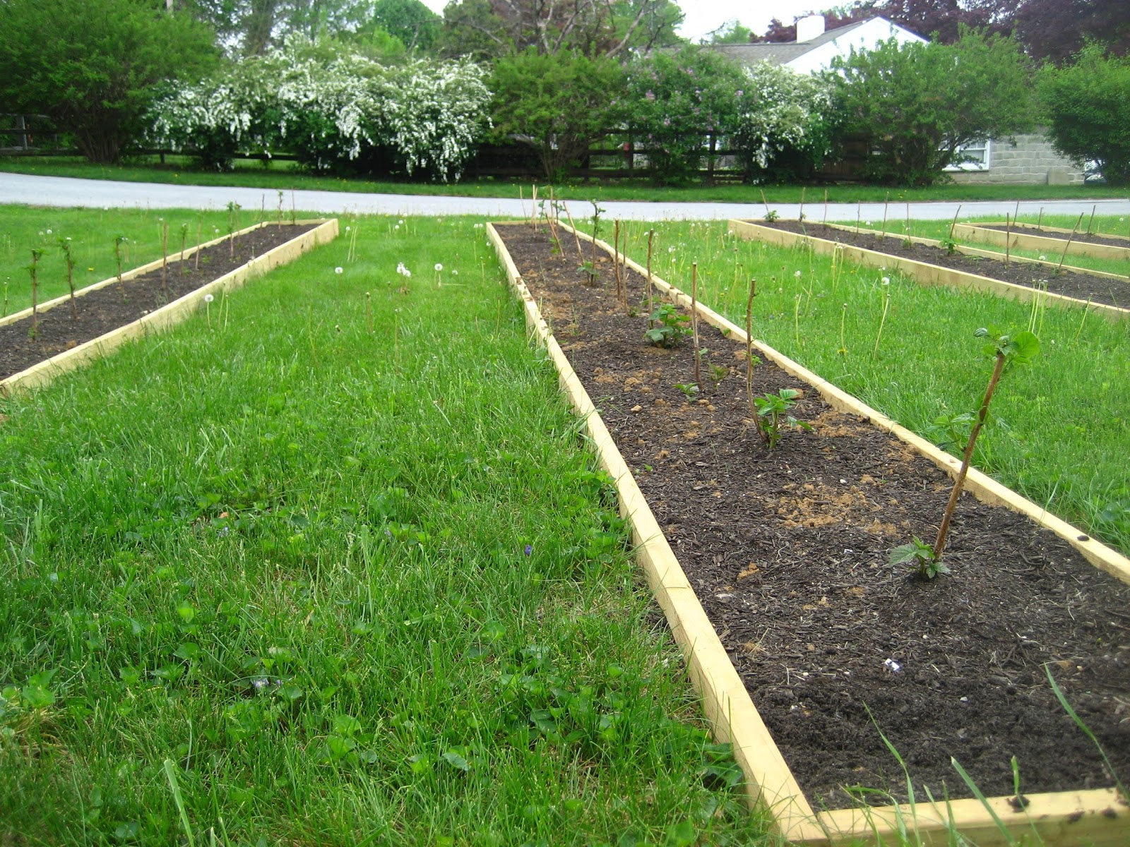 Andrew's Homebrew Log: Raspberry Crop - 2017