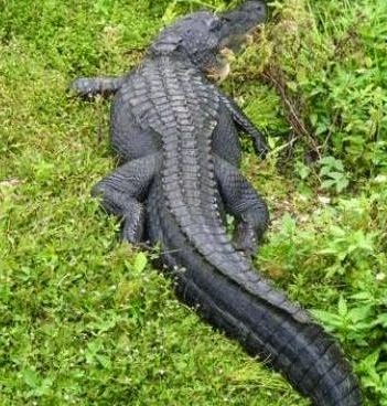 Alligator Classification - ANIMAL LOVERS