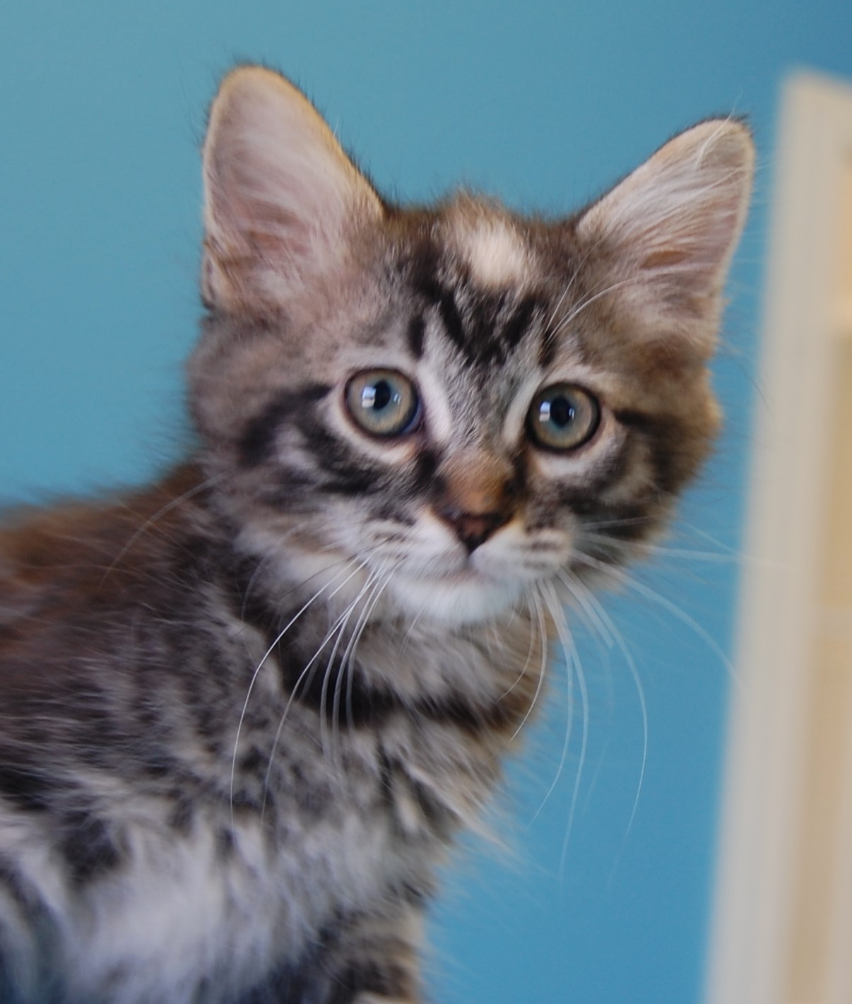 15 rescued kittens ready for adoption today!