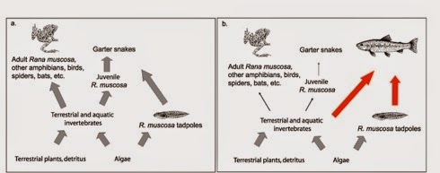 Food Webs and Trophic Dynamics: an Ecosystems Perspective: October 2014